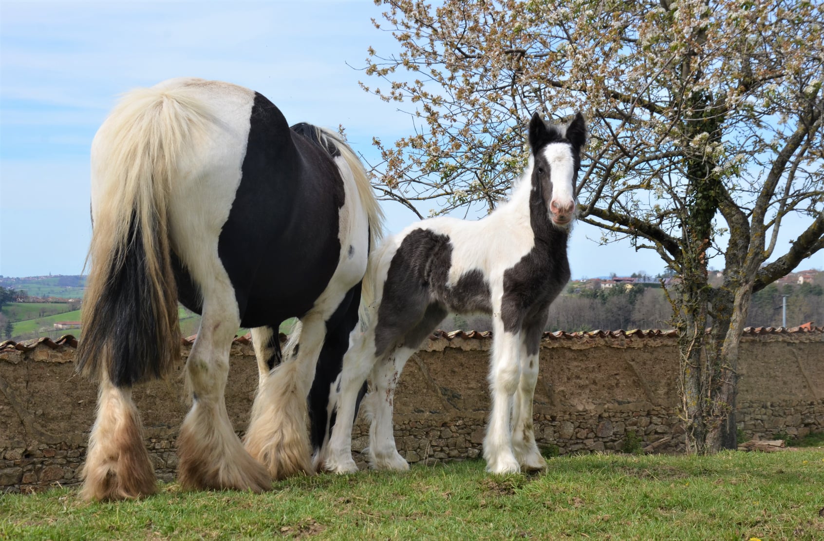 Elevage des Adrets – Chevaux Irish Cob
